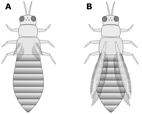 Thrips Species Composition in Ontario Greenhouse Floriculture ...