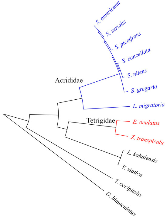 Chromosomal-Level Reference Genome for the Chinese Endemic Pygmy Grasshopper, Zhengitettix ...