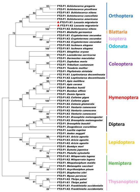 Nuclear Receptor FTZ-F1 Controls Locust Molt by Regulating the Molting ...