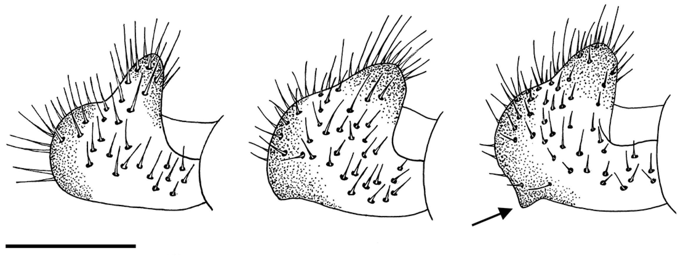 Insects | Free Full-Text | Unveiling the Mainland vs. Insular ...