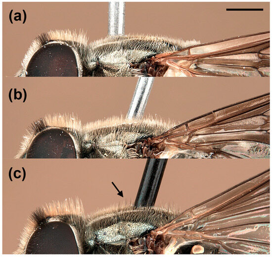 Insects | Free Full-Text | Unveiling the Mainland vs. Insular ...