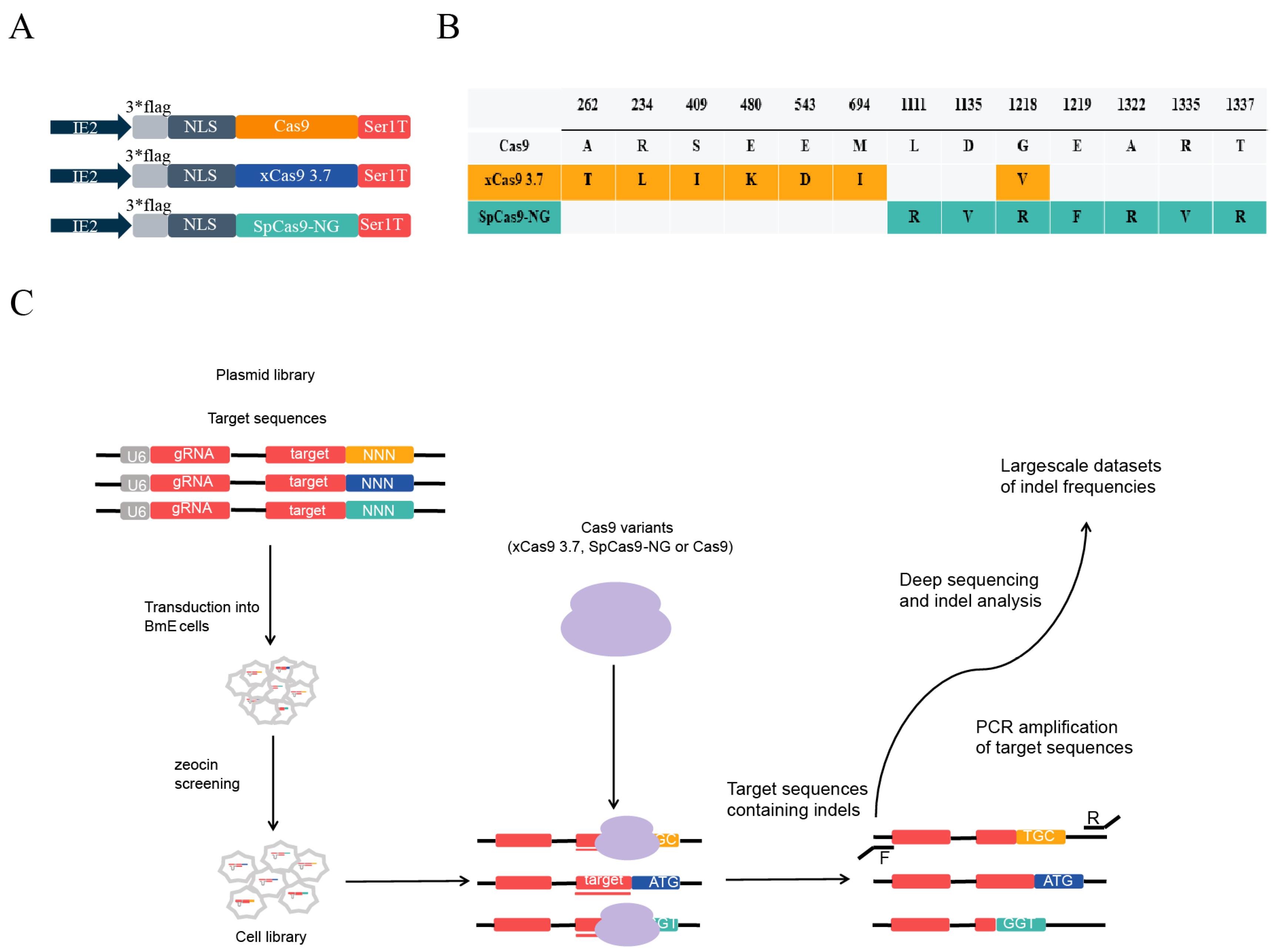 High-Throughput Screening of PAM-Flexible Cas9 Variants for Expanded Genome Editing in the ...