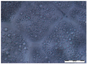 Insects | Free Full-Text | The Morphological Image of Fat Body and ...