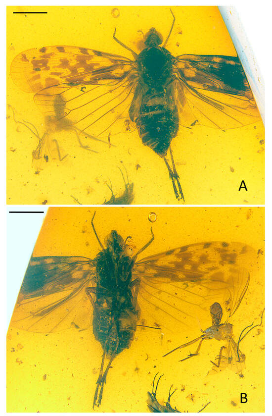 New Cretaceous Fossil Achilidae Taxa (Insecta, Hemiptera, Fulgoromorpha ...