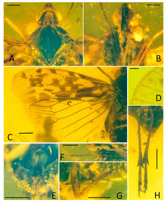 New Cretaceous Fossil Achilidae Taxa (Insecta, Hemiptera, Fulgoromorpha ...