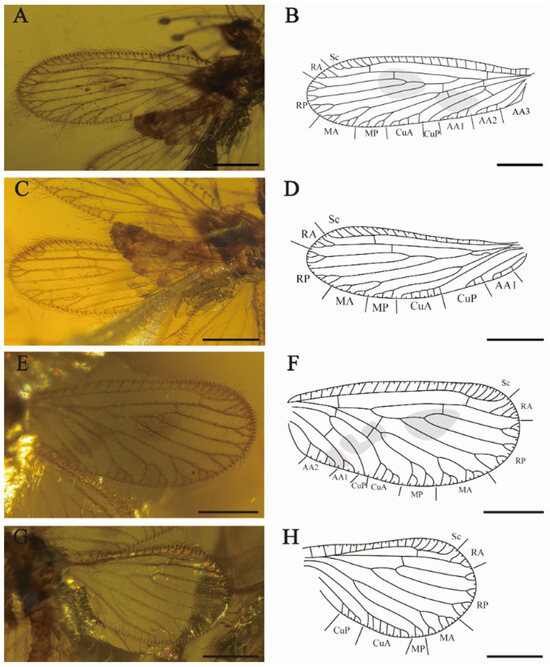 One New Genus and Four New Species of Beaded Lacewings (Neuroptera ...