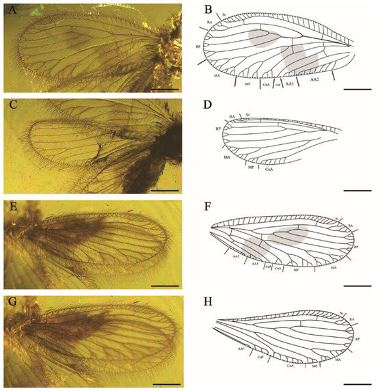 Insects | Free Full-Text | One New Genus and Four New Species of Beaded ...