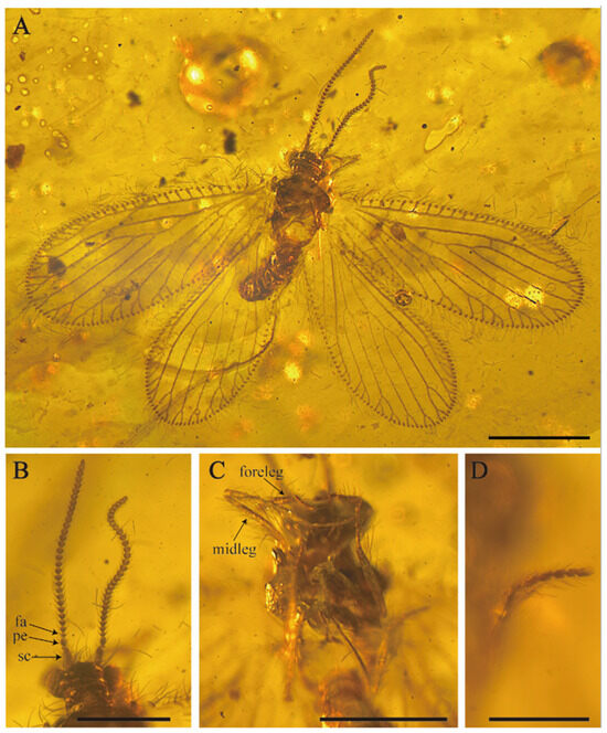 One New Genus and Four New Species of Beaded Lacewings (Neuroptera ...