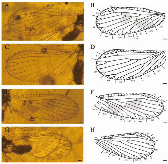 One New Genus and Four New Species of Beaded Lacewings (Neuroptera ...