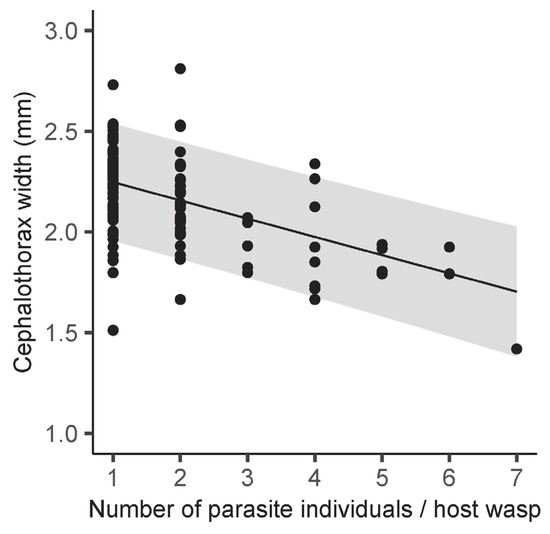 Body Size of Female Strepsipteran Parasites (Strepsiptera, Xenidae ...