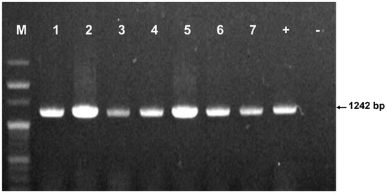Molecular Identification and Prevalence of the Mite Carpoglyphus lactis ...
