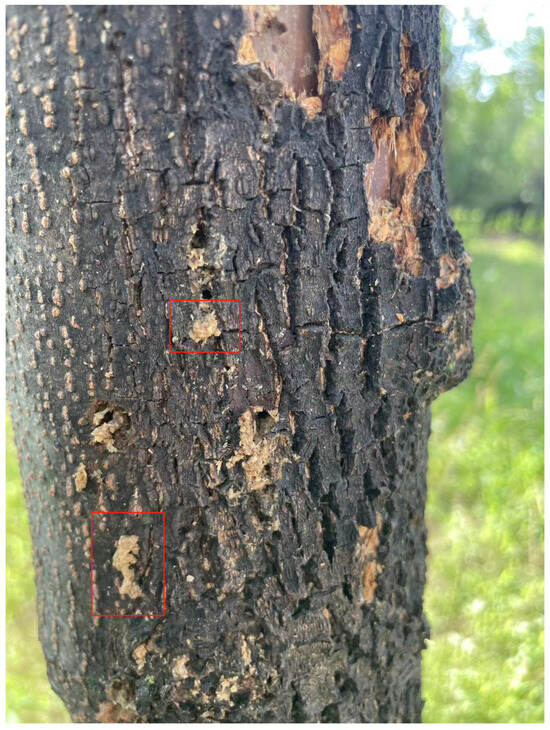 A Time-Frequency Domain Mixed Attention-Based Approach for Classifying ...