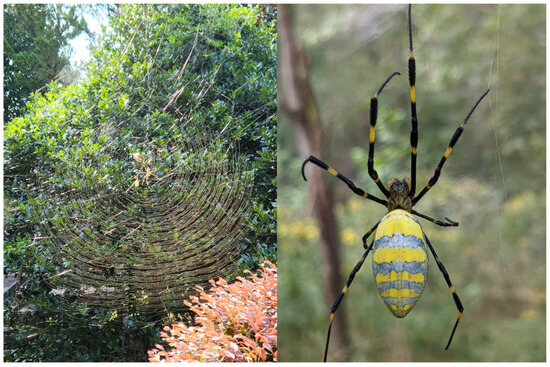 Do Invasive Jorō Spiders (Trichonephila clavata) from Asia Avoid Eating ...