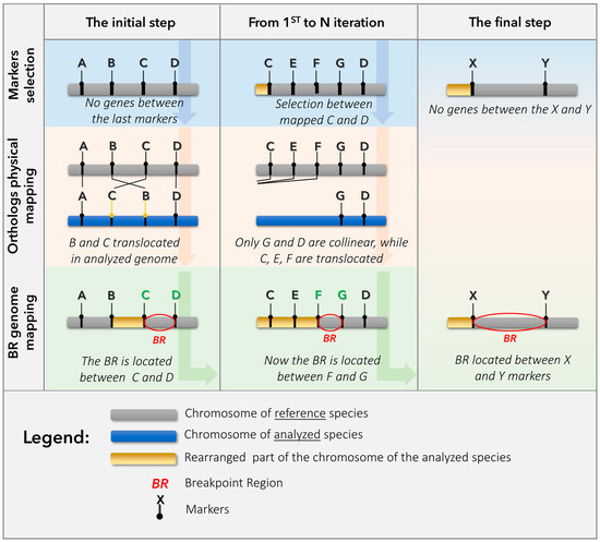 Insects | Free Full-Text | Two Nested Inversions in the X Chromosome ...