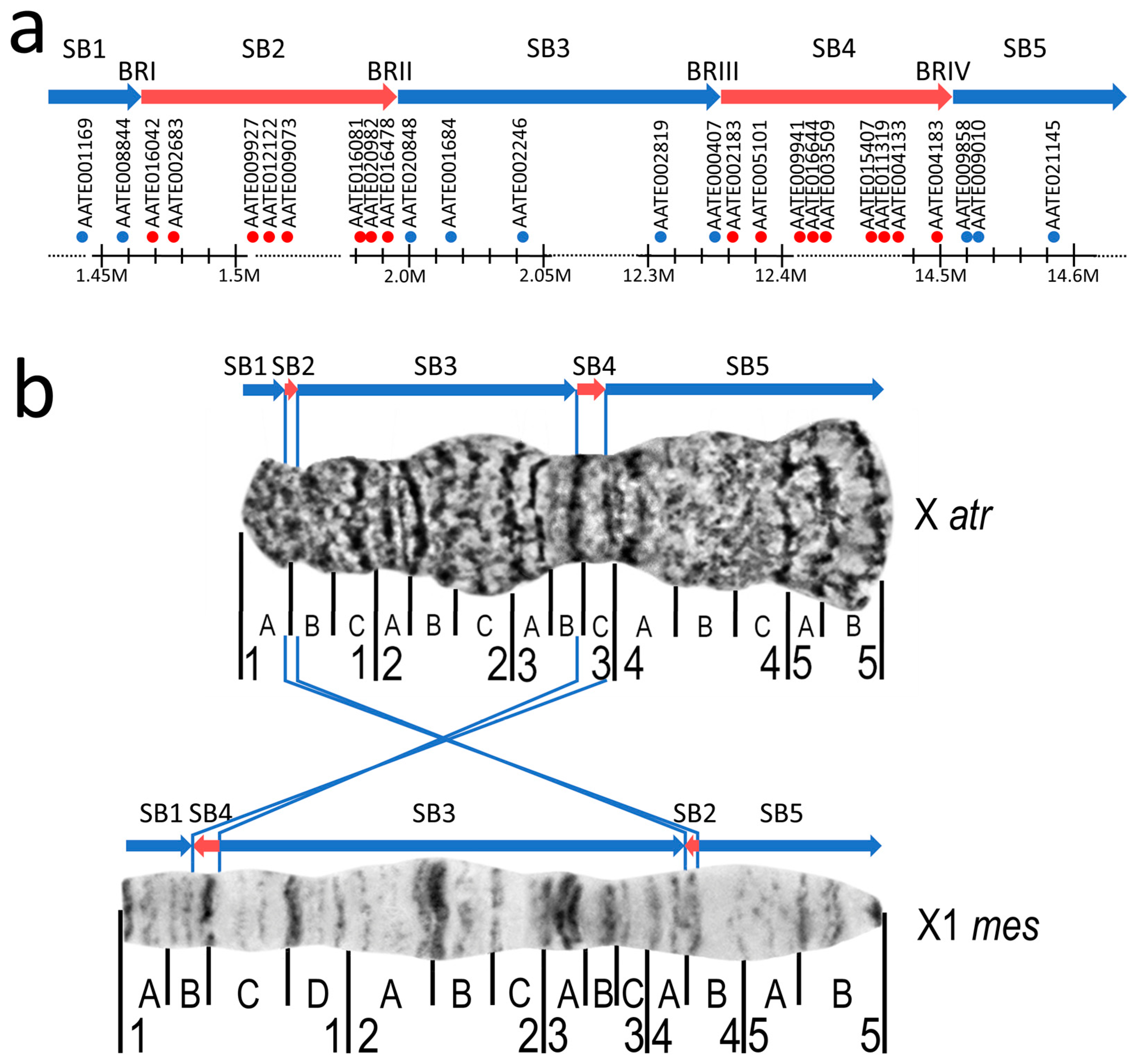Insects | Free Full-Text | Two Nested Inversions in the X Chromosome ...
