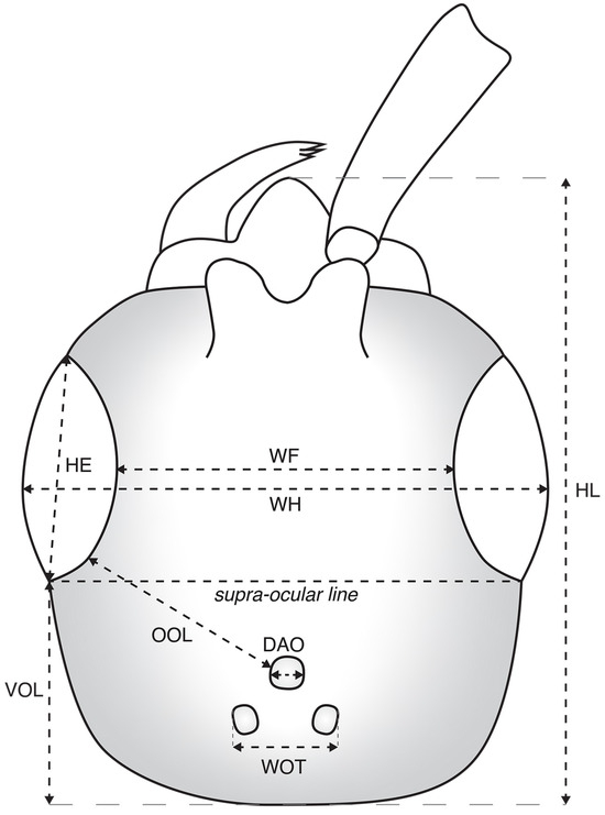 The First Cretaceous Epyrine Wasp (Hymenoptera: Bethylidae): A New ...