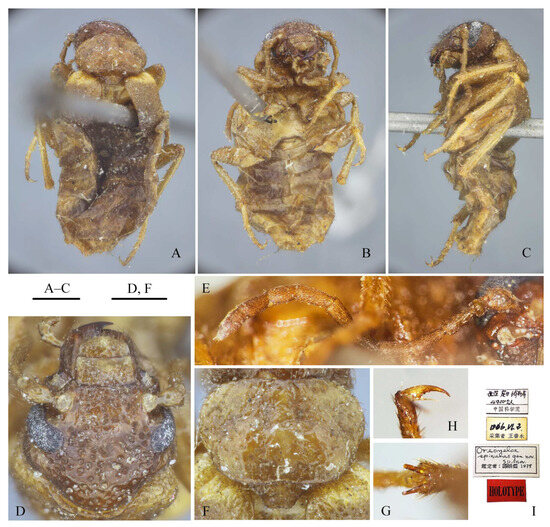 Contributions to the Knowledge of Nemognathinae (Coleoptera: Meloidae ...
