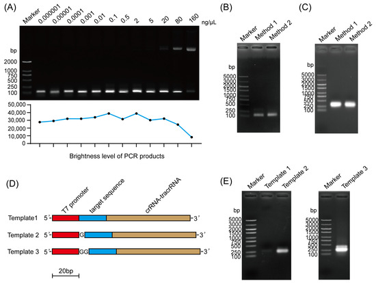 A Simple and Low-Cost CRISPR/Cas9 Knockout System Widely Applicable to ...