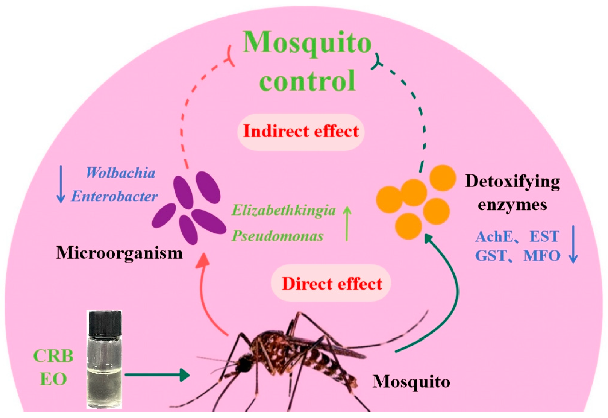 Chemical Composition of Essential Oil from Citrus reticulata Blanco cv ...