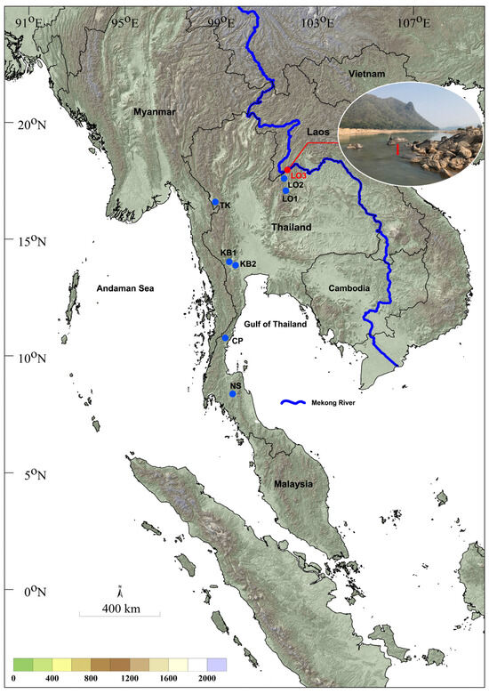 Discovery of the Larvae and Pupae of the Black Fly Simulium ...