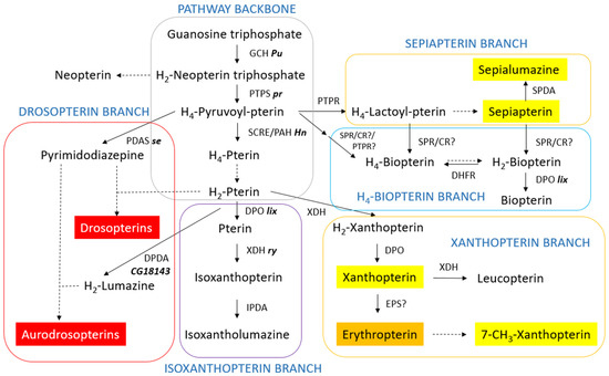Biosynthesis of Pteridines in Insects: A Review