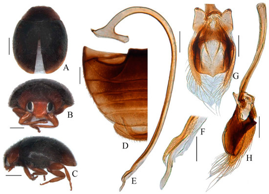 A New Species of Scymnus (Coleoptera, Coccinellidae) from Pakistan with ...