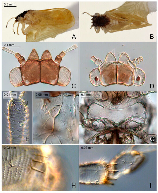 Thought to Be Extinct, but Still Alive Today: The Miocene Genus ...