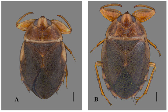 Description of a New Species and New Records of Naucoridae (Hemiptera ...