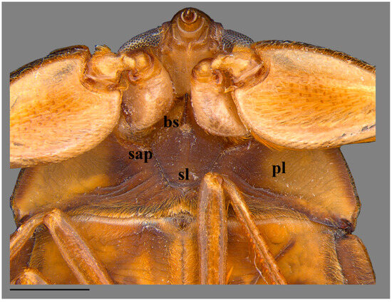 Description of a New Species and New Records of Naucoridae (Hemiptera ...