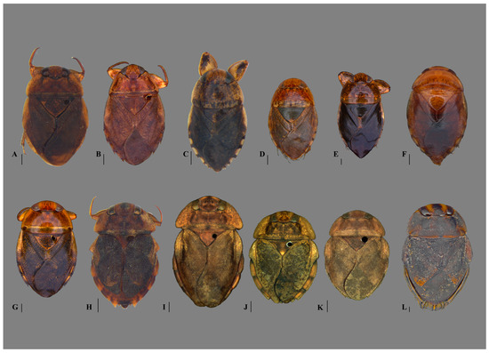 Description of a New Species and New Records of Naucoridae (Hemiptera ...