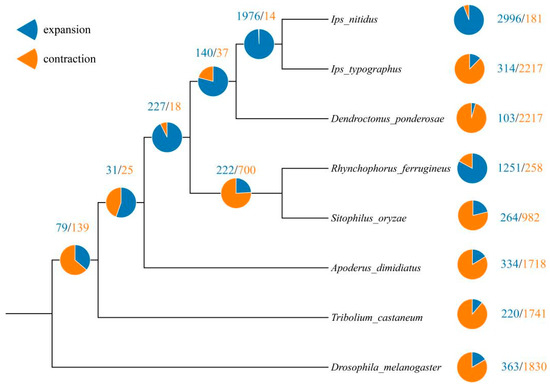 Insects | Free Full-Text | Chromosome-Level Genome Assembly of Apoderus ...