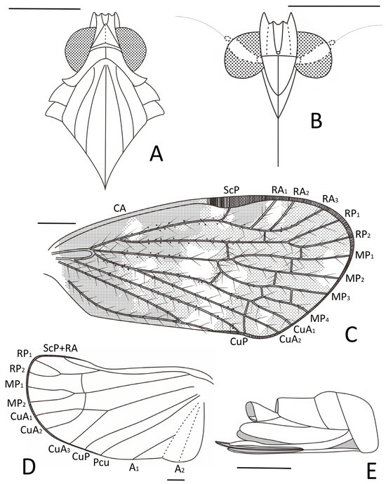 Two New Species of Pentacarinus from the Acrotiarini Tribe in Burmese Amber (Hemiptera ...