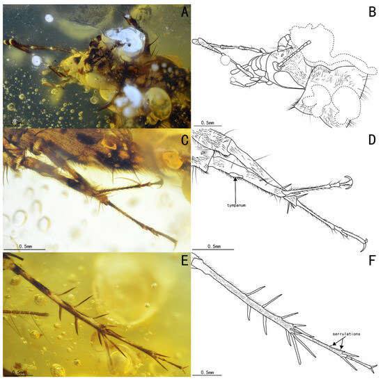 New Genera and Species of Trigonidiidae (Orthoptera: Grylloidea) from ...