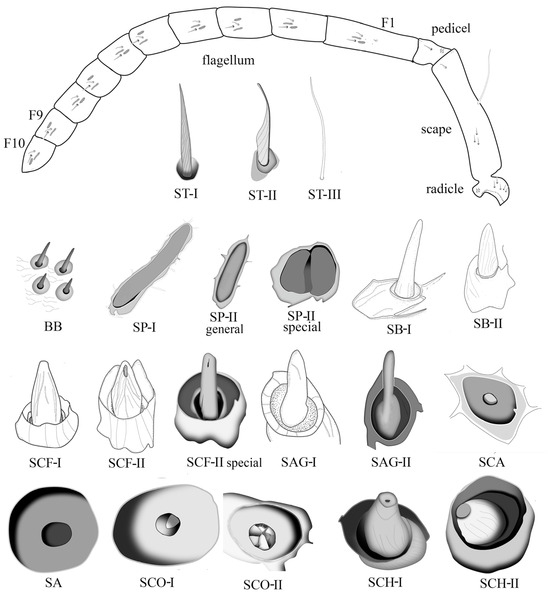 Comparative SEM Study of Sensilla and Tyloid Structures in the Antennae ...