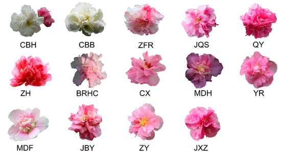 Insects | Free Full-Text | Identification and Characterization of ...