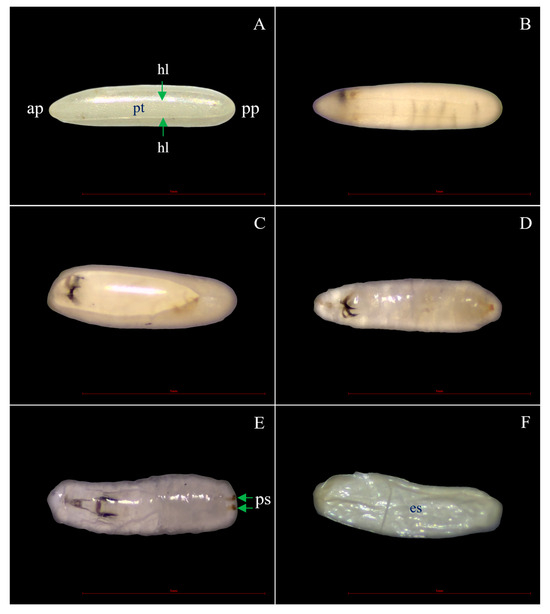 Ovicidal Toxicity and Morphological Changes in Housefly Eggs Induced by ...