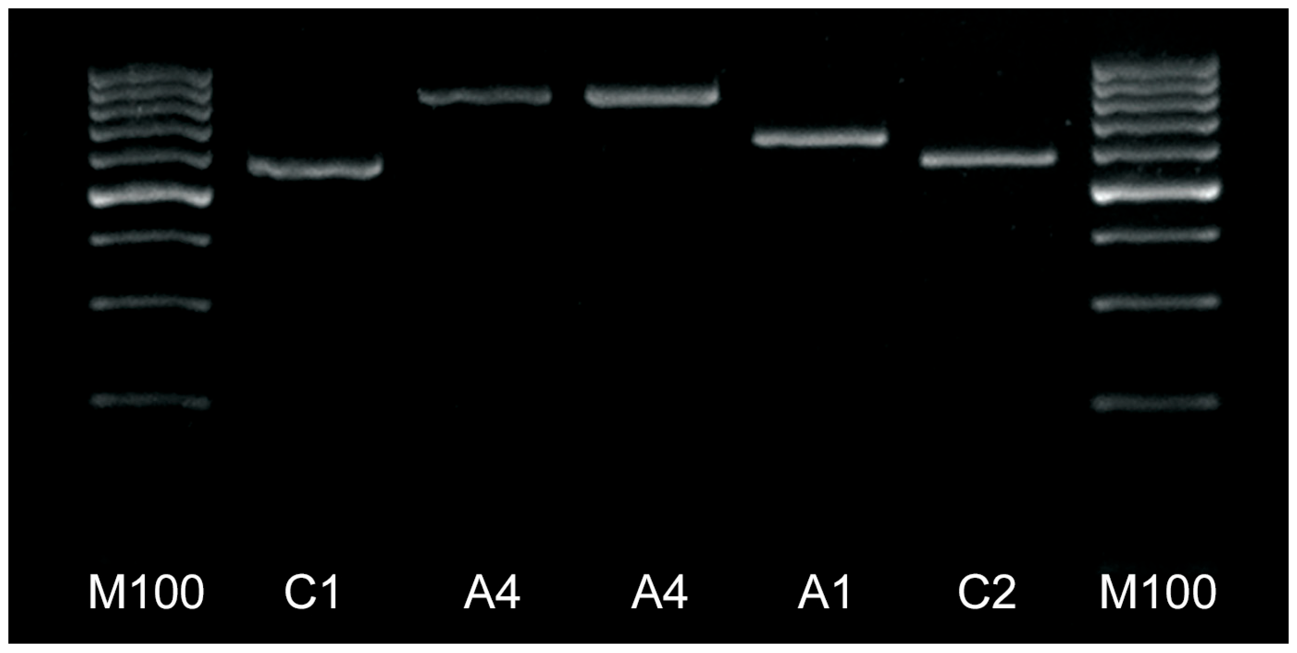 Haplotype Diversity in mtDNA of Honeybee in the Czech Republic Confirms ...