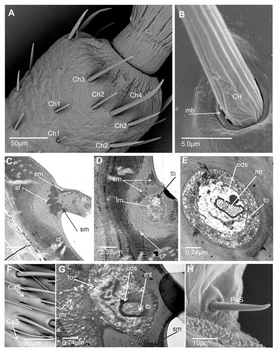 Functional Morphology and Ultrastructure of the Peripheral Antennal ...