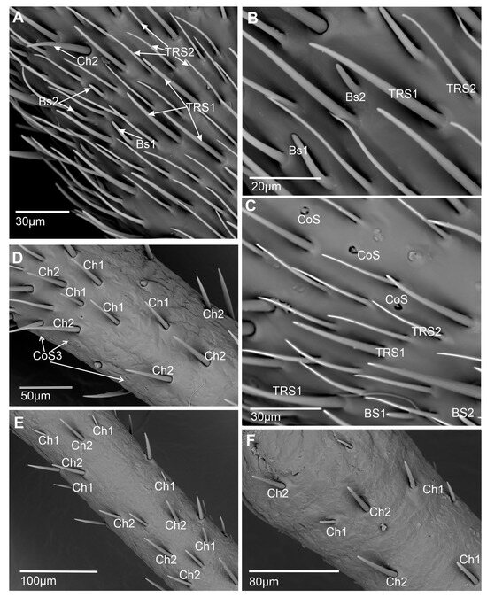 Functional Morphology and Ultrastructure of the Peripheral Antennal ...