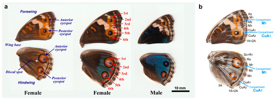 Socket Array Irregularities and Wing Membrane Distortions at the ...