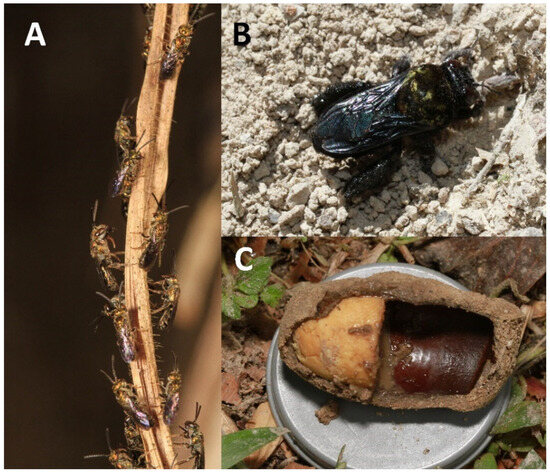 Taxonomic Impediment for Conservation: The Case of Bees in an ...