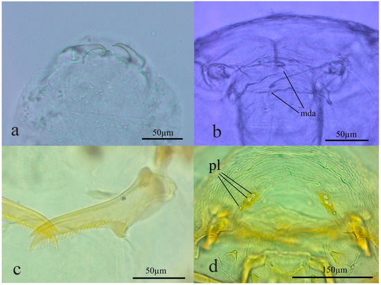 Reproductive Biology and Rearing Improvements of Apanteles opuntiarum ...