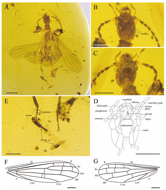 New Genus and Species of Webspinners (Insecta: Embioptera) from the Mid ...