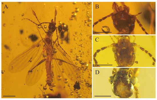Insects | Free Full-Text | New Genus and Species of Webspinners ...