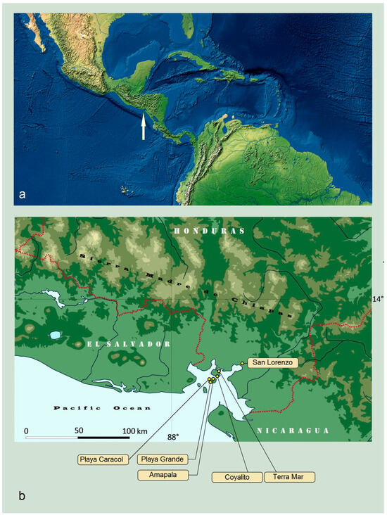 A Phenomenon: What Are the Minuscule Grey Moths Abundant in the Dry ...