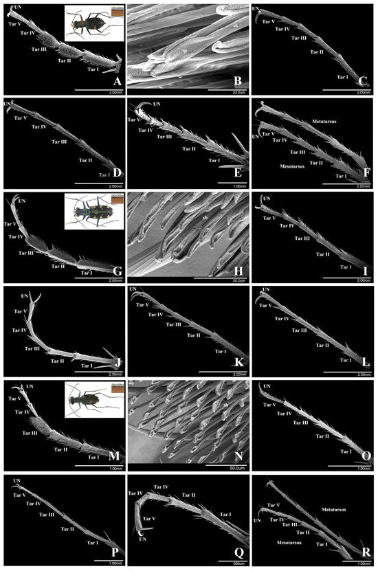 Leg Attachment Devices of Tiger Beetles (Coleoptera, Cicindelidae) and ...