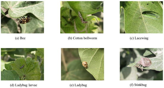 SpemNet: A Cotton Disease and Pest Identification Method Based on ...