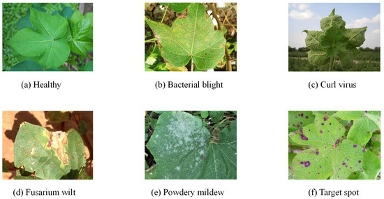 SpemNet: A Cotton Disease and Pest Identification Method Based on ...