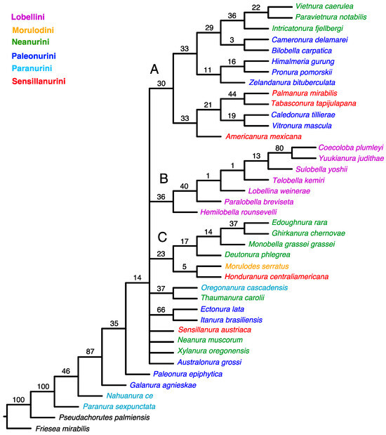 Is the Current Systematic Subdivision of the Subfamily Neanurinae ...