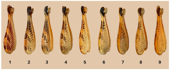 Distribution, Population Dynamics, and Management of Moroccan Locust ...